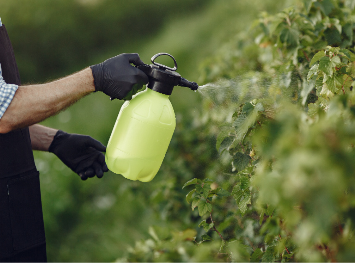 Gnojówka z pokrzywy | Jak zrobić, jak stosować i czy warto | Zdrowe z ...